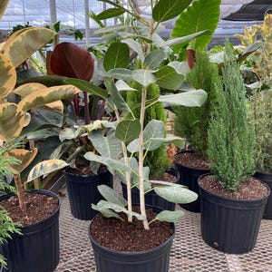 Ficus Banyan Tree Form Single Stem, Ficus Benghalensisis, Best Indoor ...