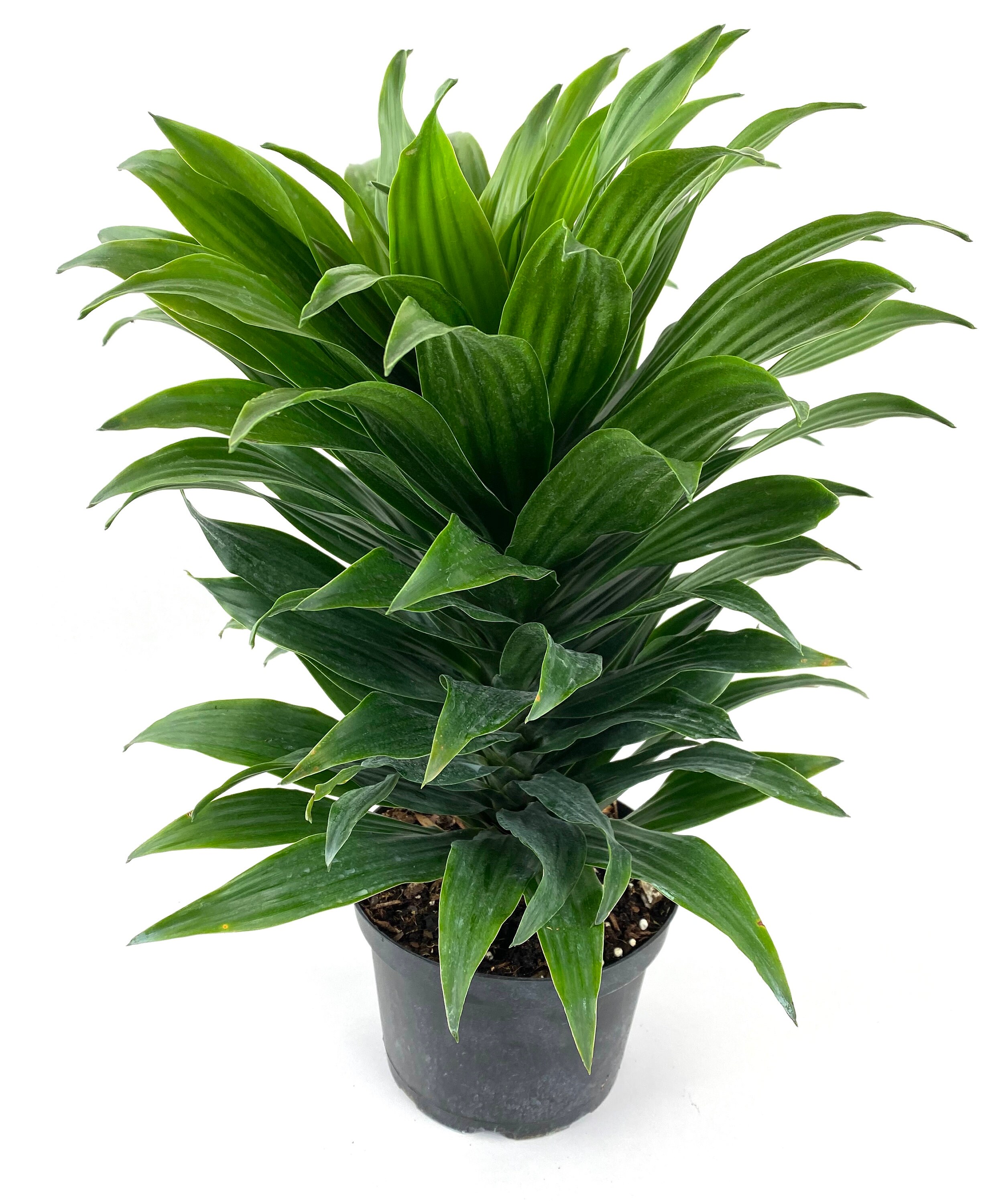 Dracaena Janet Craig Compacta Bush - Etsy