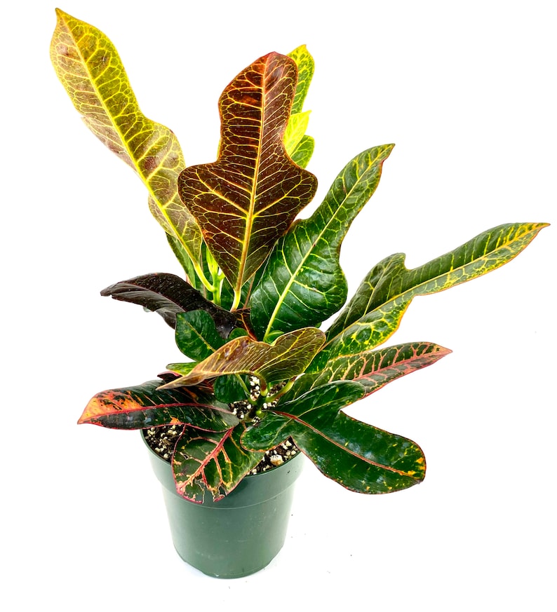 Croton Magnificent Live Plant Indoor or Outdoor | Etsy