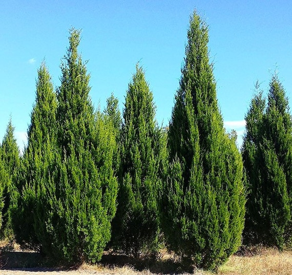 Eastern Red Cedar Christmas Tree