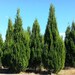 Brodie Eastern Red Cedar Tree, Fast Growing Evergreen Privacy Cypress ...