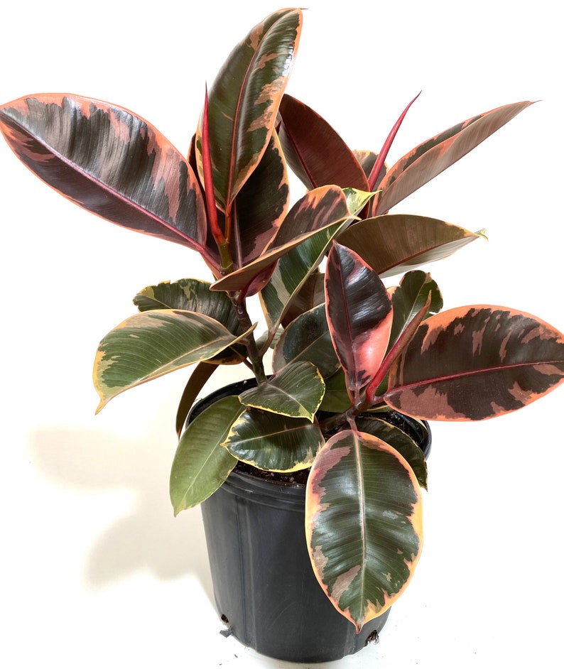 Ficus Ruby Tree Form 2-stem Rubber Tree Live Plant Indoor Air | Etsy