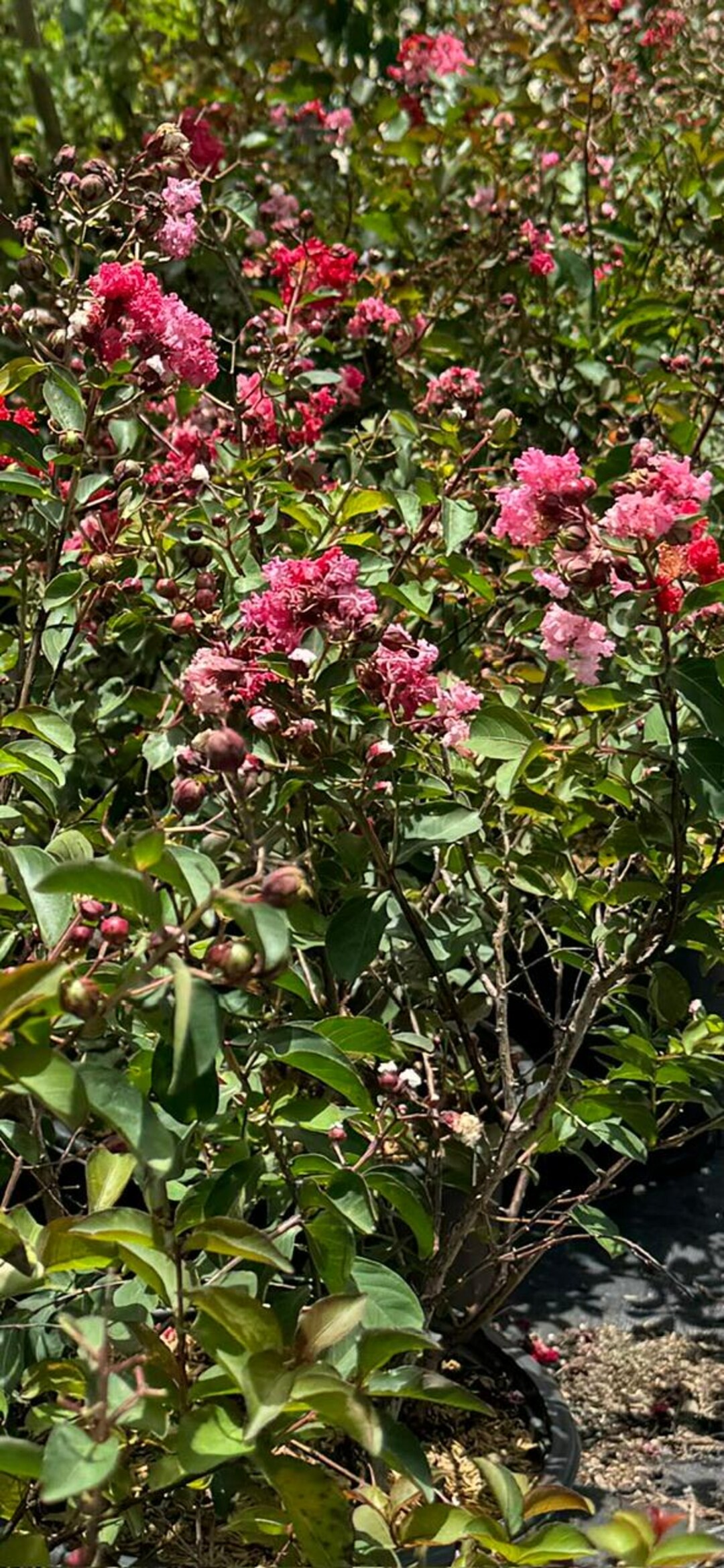Crape Myrtle Rasberry Sundae Dual Color Red and Pink Flowering Tree - Etsy
