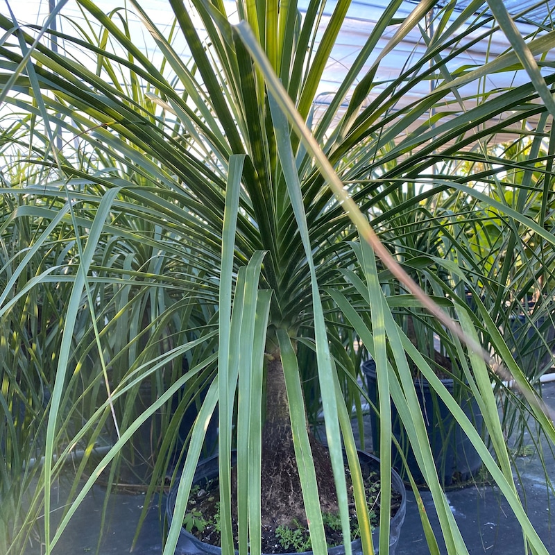 Elephant Foot Plant - Etsy