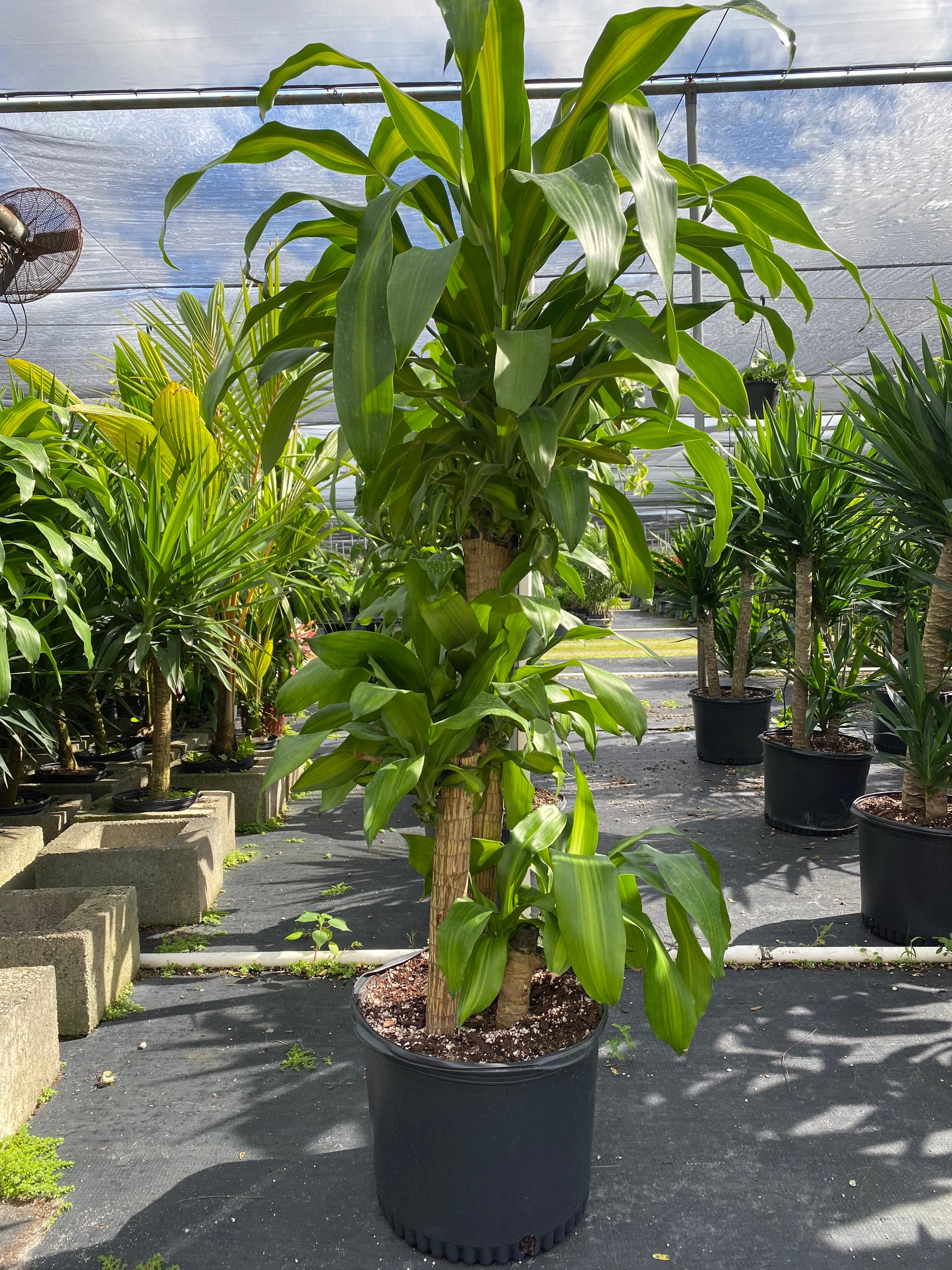 Dracaena Massangeana Mass Cane 2 Stem Staggered Corn Plant - Etsy