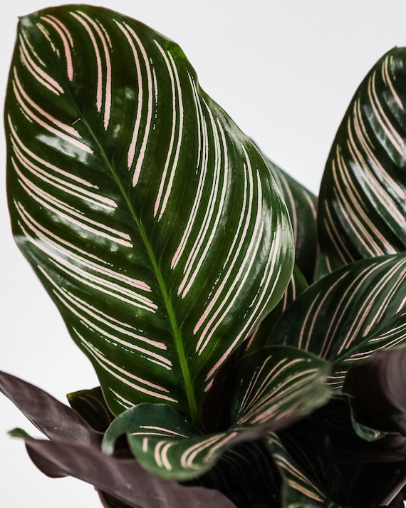 Calathea Pink Stripes Ornata Prayer Plants Indoor Air - Etsy