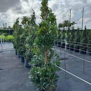 Topiary Spiral Japanese Blueberry Tree - Etsy