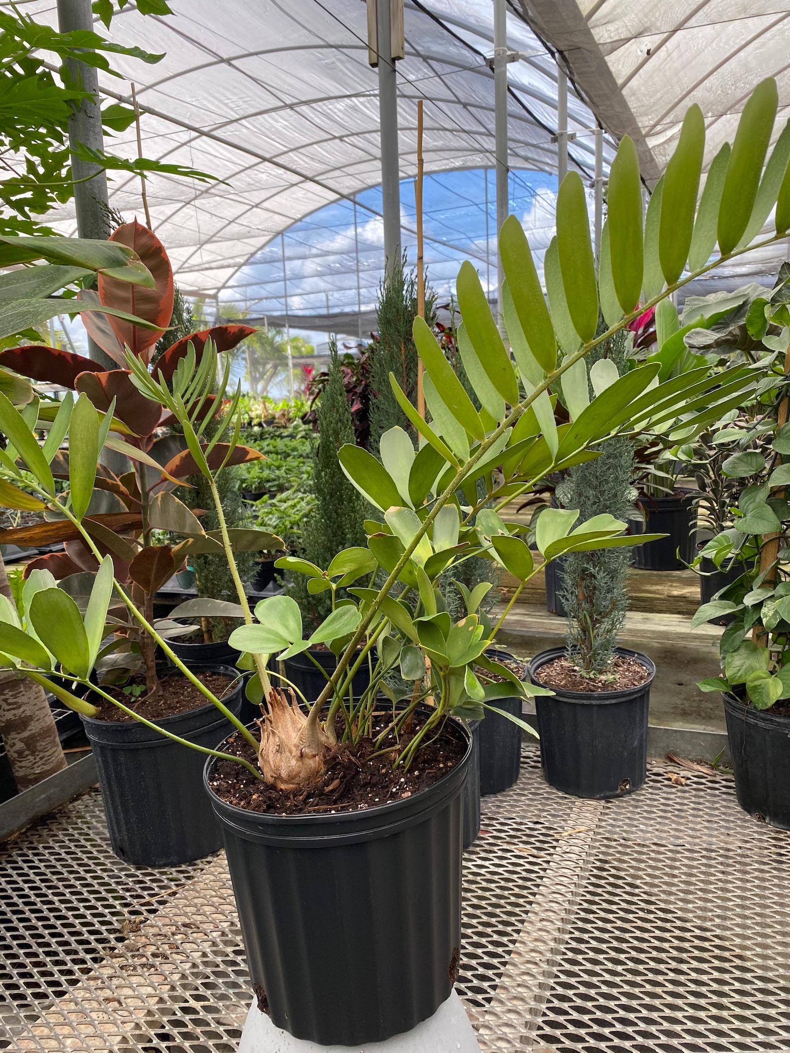 Cardboard Palm Tree Zamia Furfuracea Cycad - Etsy