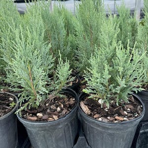 Medora Juniper, Rocky Mountain Juniperus Scopulorum - Etsy