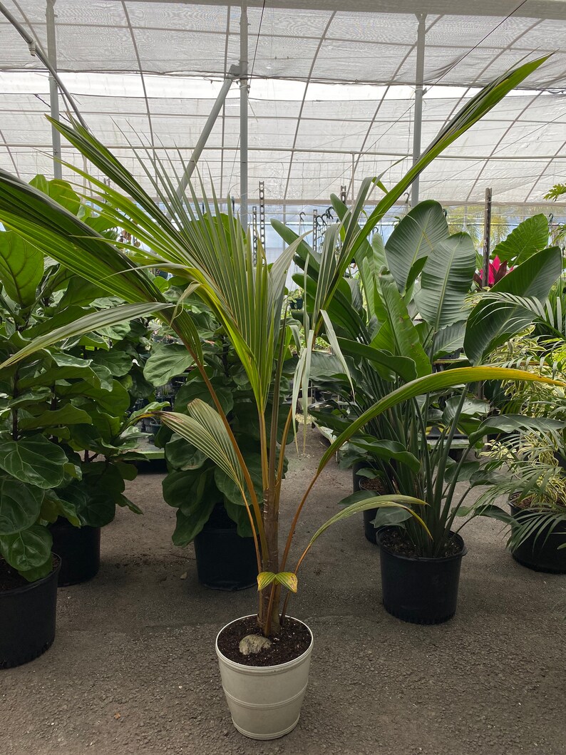 Palm Coconut Tree Red Spicata Live Tropical Palm - Etsy