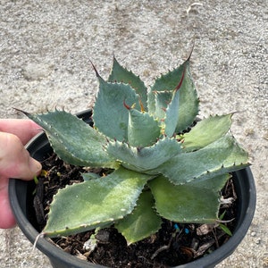 Agave Parryi J.C. Raulston - Etsy