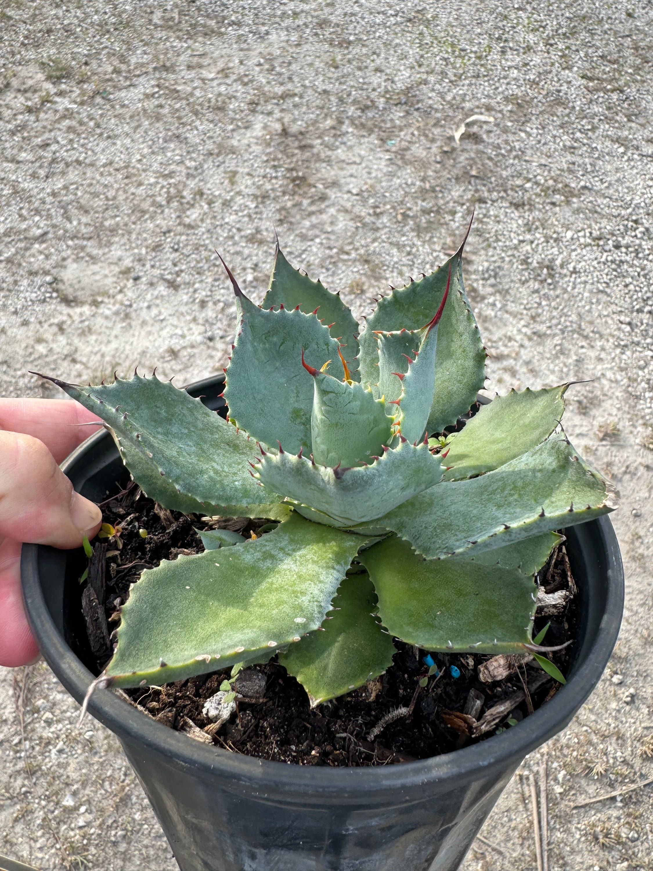 Agave Parryi J.C. Raulston - Etsy
