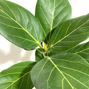 Ficus Banyan Tree Form Single Stem, Ficus Benghalensisis, Best Indoor ...