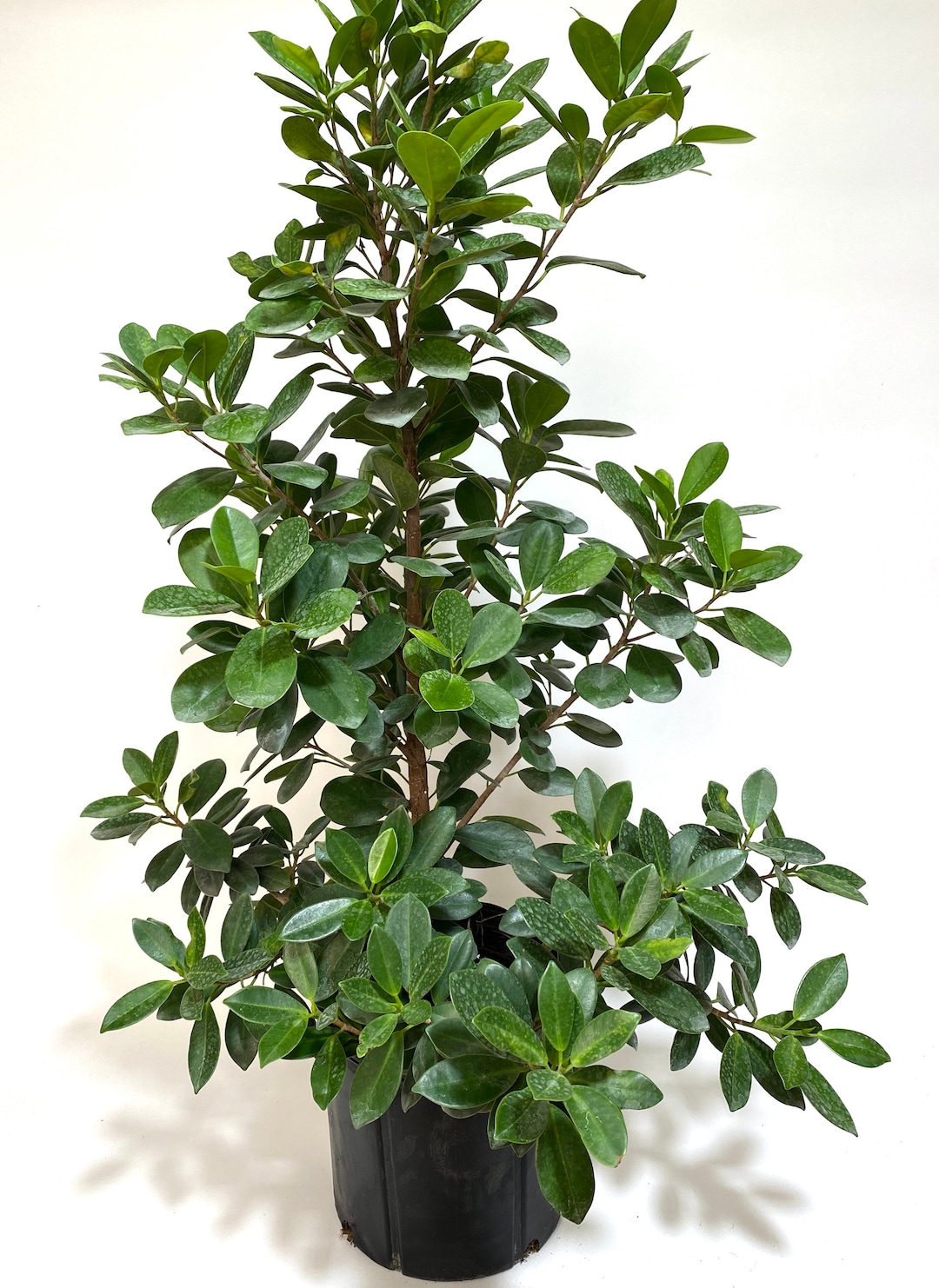 Ficus Microcarpa Topiary
