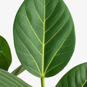 Ficus Audrey Tree Form Double, Ficus Benghalensisis Bengal Fig - Etsy