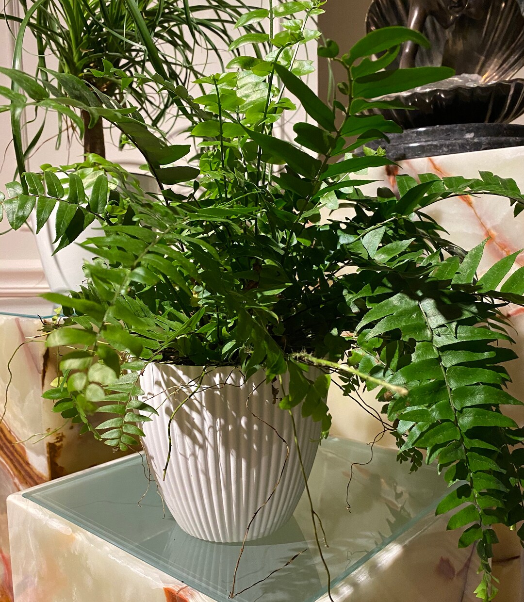 Fern Macho Giant Sword Fern, 6in Deco Pot, 19-22in Overall Height, Live ...