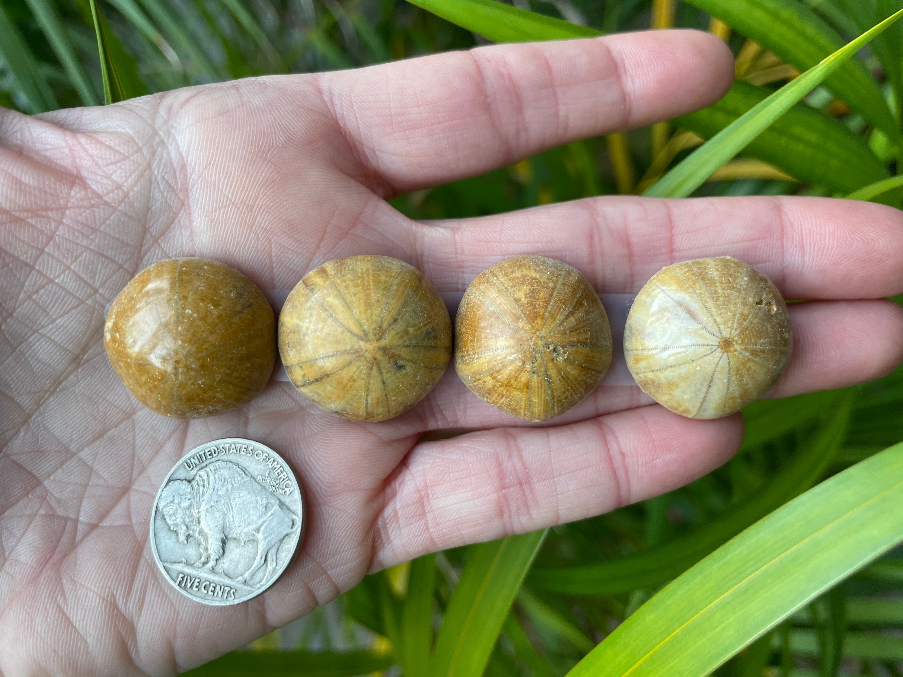 Fossilized Sand Dollar Stones
