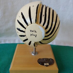 1941 Amphibian Development Plaster Model - Etsy