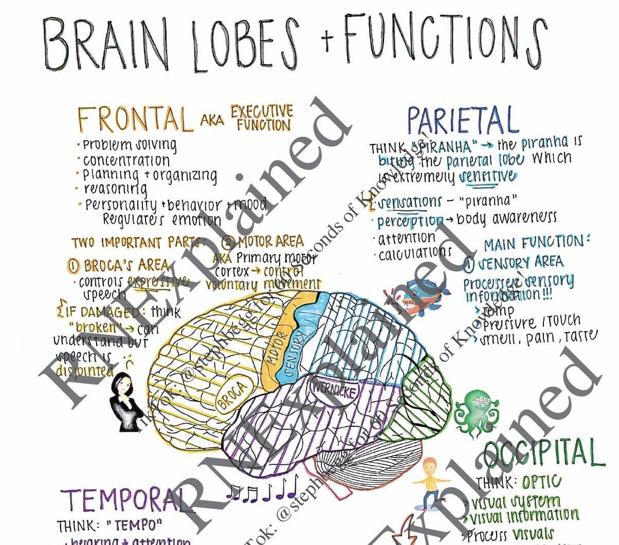 Parts Of The Brain Lobes And Their Functions
