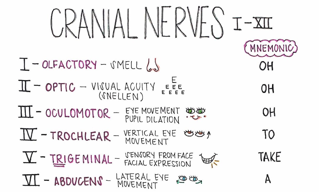 Cranial Nerves nursing Study Sheets - Etsy