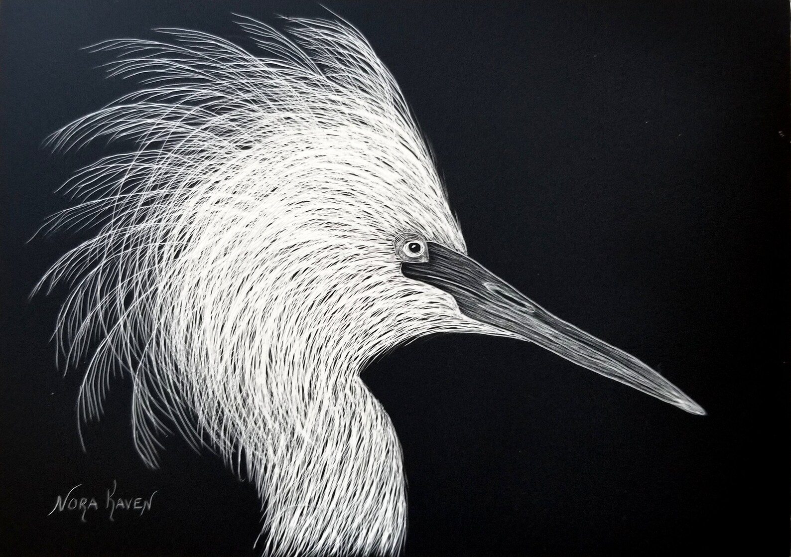 Bird, Egret, Water Bird, Snowy Egret, White Bird, 5x7, Scratchart ...