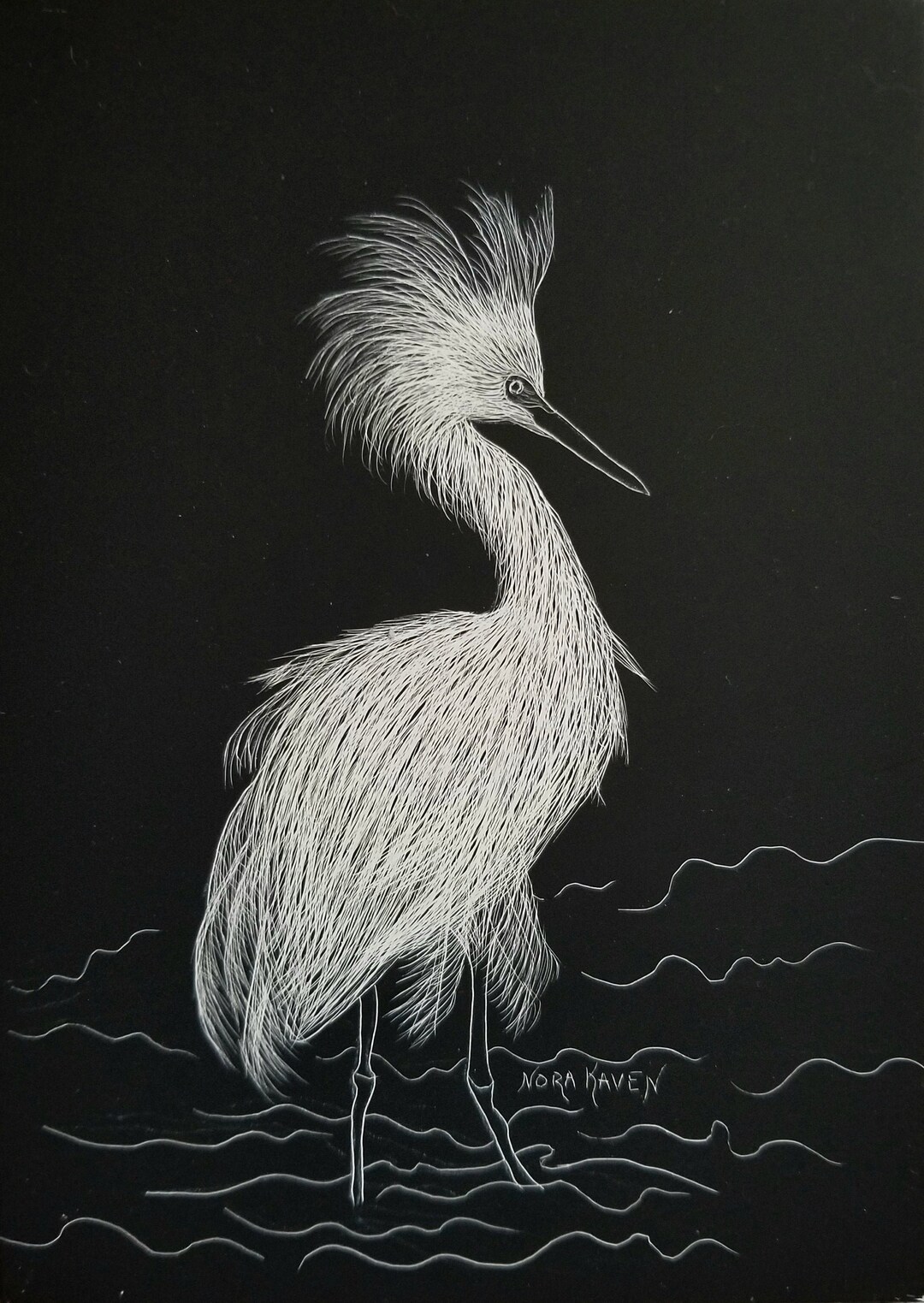 Egret, White Bird, Ruffled Feathers, Water Bird, 5x7, Scratchart ...