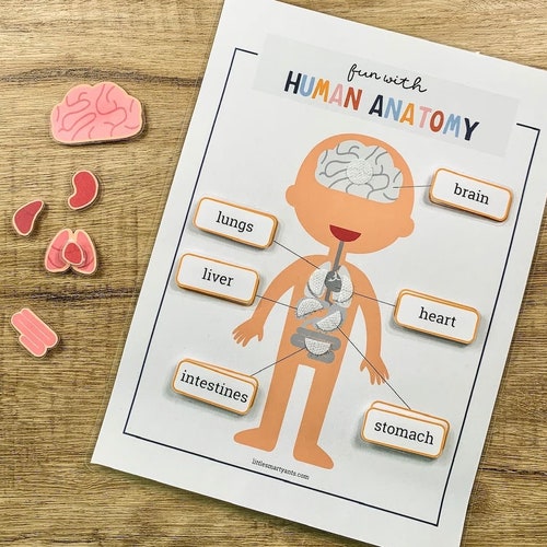 Human Anatomy Printable Learning Human Body Anatomy Game | Etsy