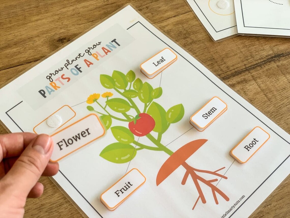 Parts of Plant Plant Life Cycle Plant Activity Nature - Etsy