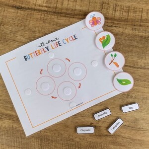 Butterfly Printable, Learning Life Cycle, Nature Study, Homeschool ...