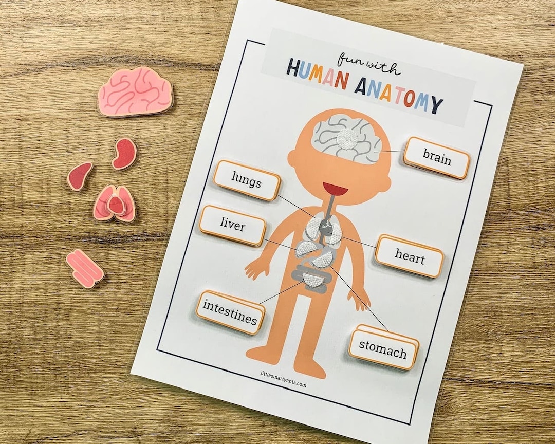 Human Anatomy Printable, Learning Human Body, Anatomy Game, Preschool ...