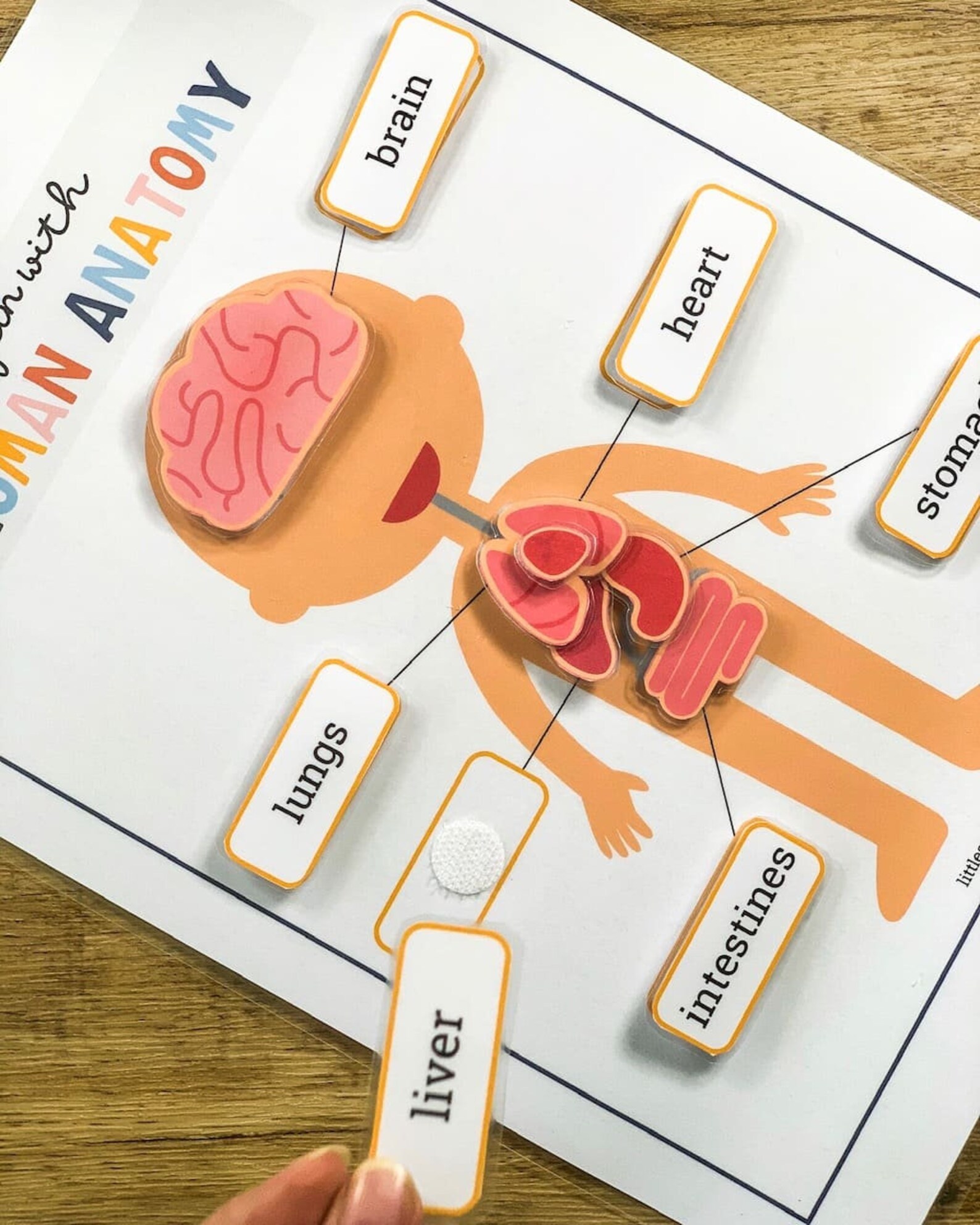 Human Anatomy Printable Learning Human Body Anatomy Game | Etsy