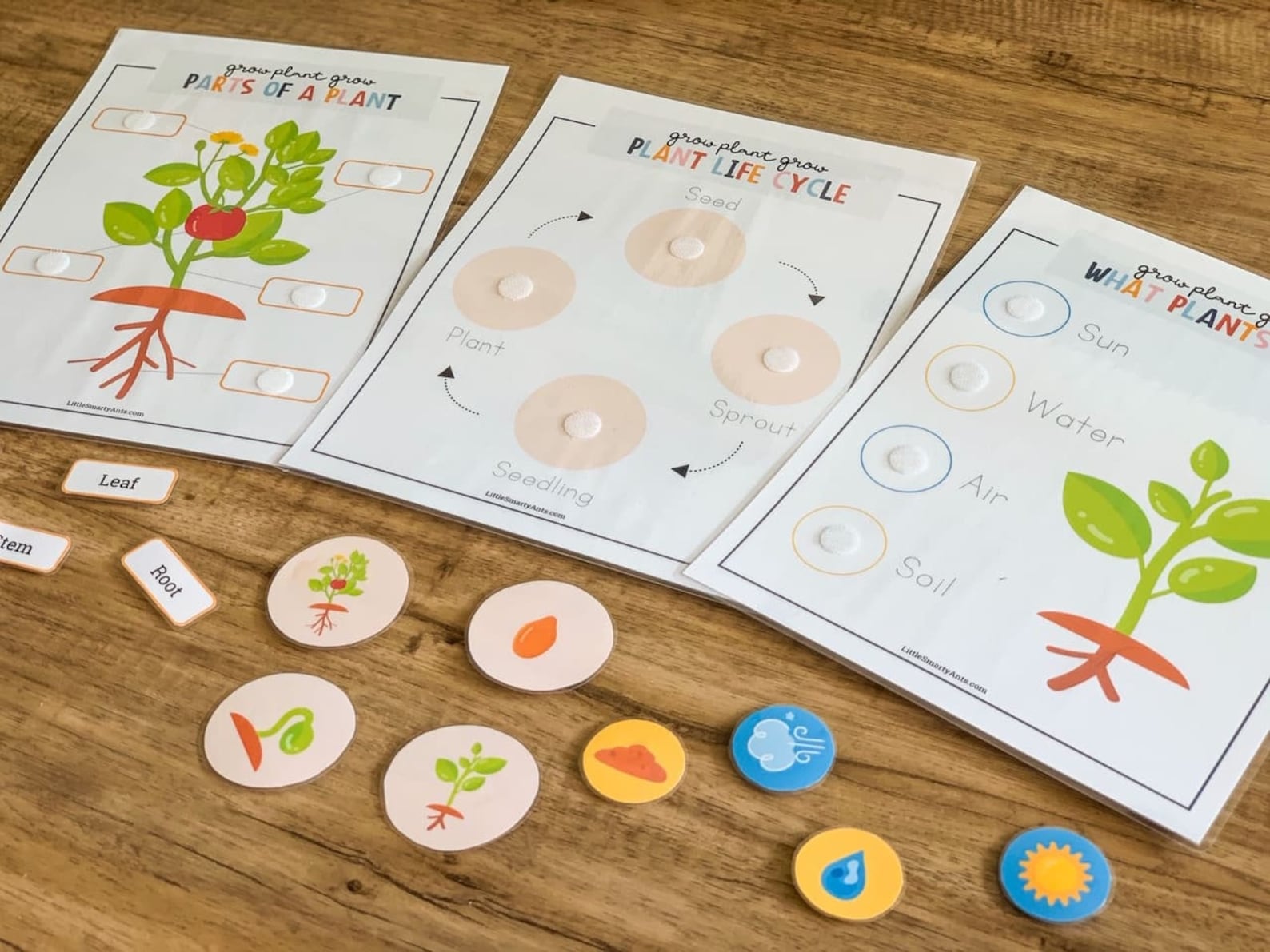 Parts of Plant Plant Life Cycle Plant Activity Nature - Etsy