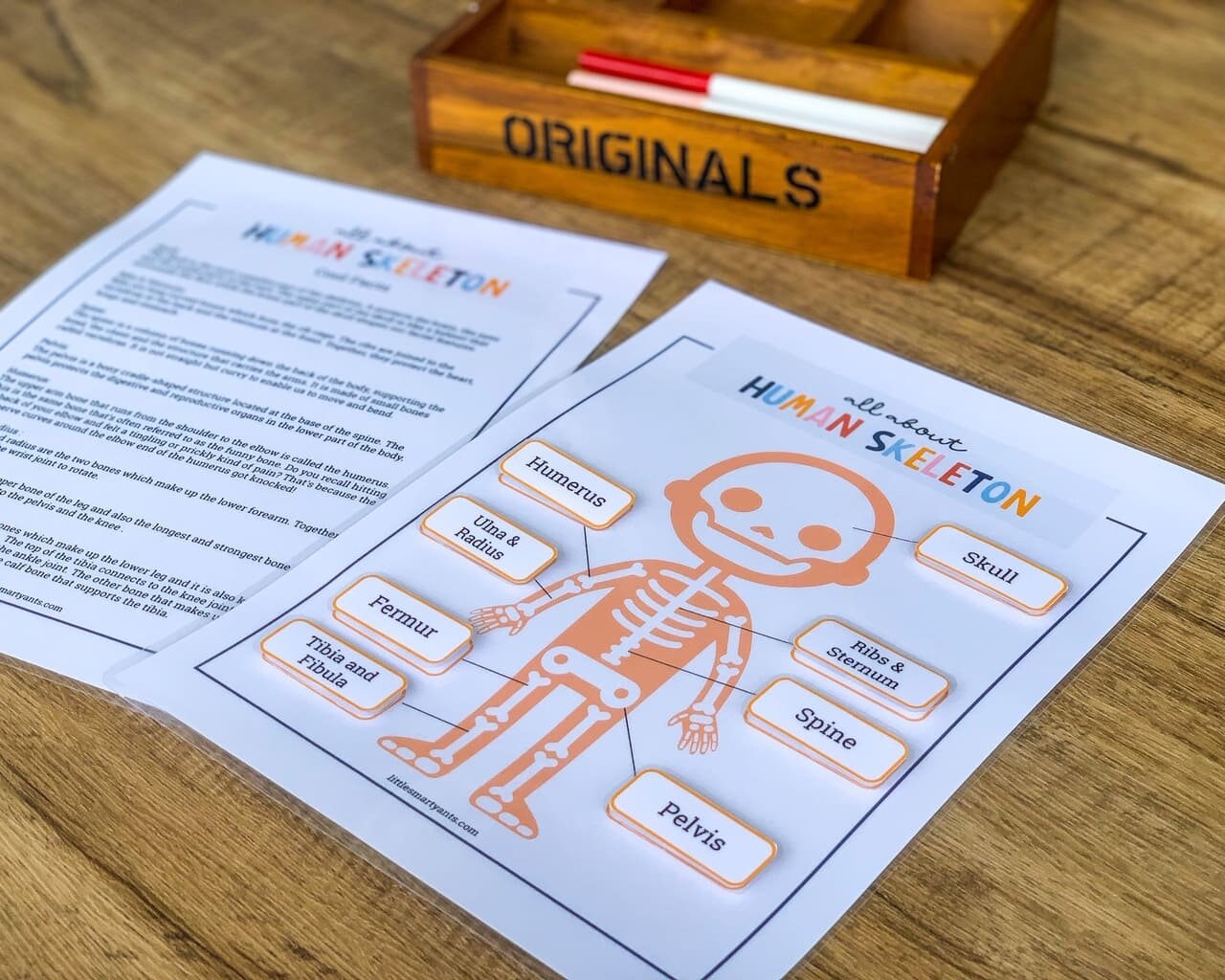 Human Skeleton Printable Human Bones Printable Homeschool | Etsy