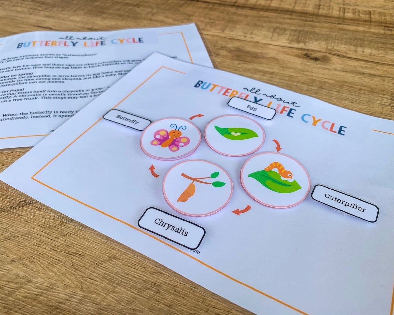 Butterfly Printable Learning Life Cycle Nature Study | Etsy