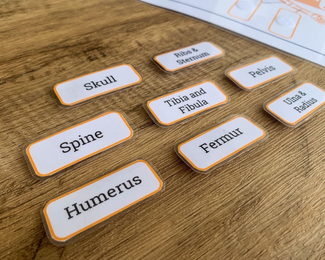 Human Skeleton Printable Human Bones Printable Homeschool | Etsy