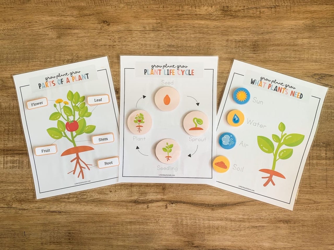 Parts of Plant Plant Life Cycle Plant Activity Nature - Etsy