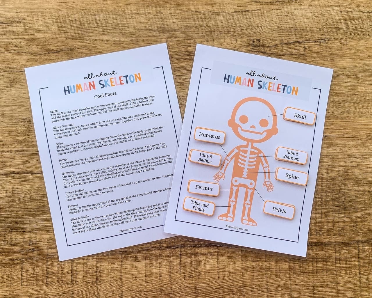 Human Skeleton Printable Human Bones Printable Homeschool | Etsy