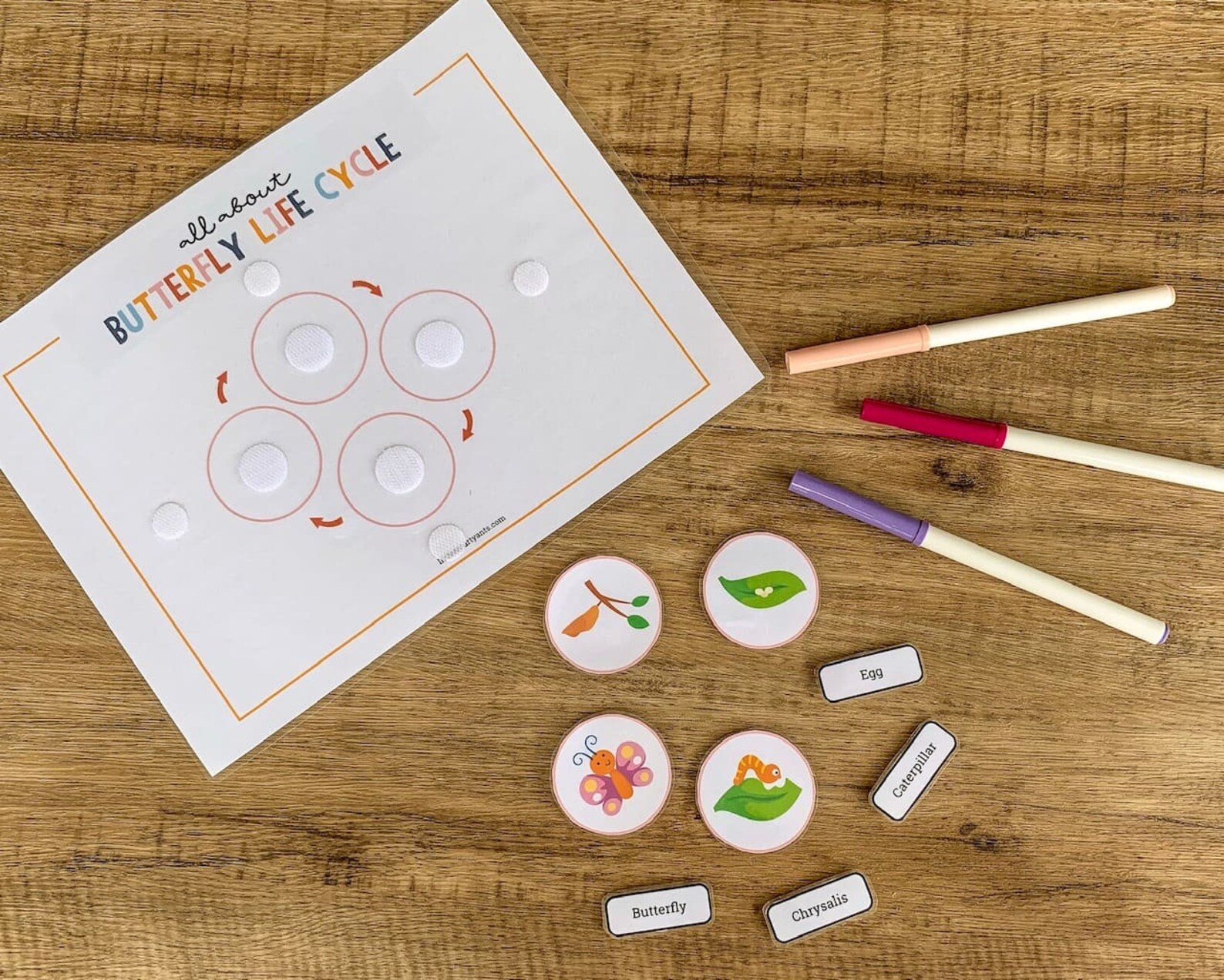 Butterfly Printable Learning Life Cycle Nature Study | Etsy