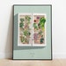 PLANT CORNER - A3/A4 Plant Poster - Plant Illustration, Botany, Plants ...