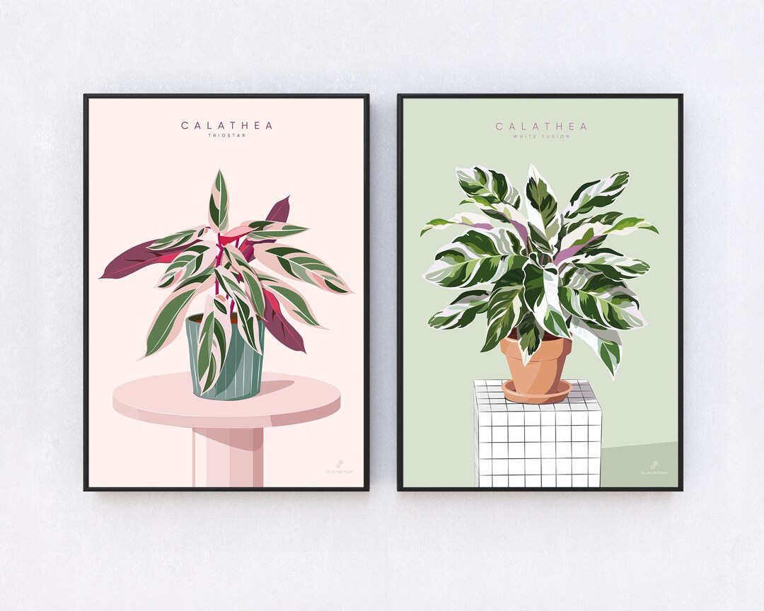 LOT 2 CALATHEA ILLUSTRATIONS A3/A4 Posters Calathea Triostar, White Fusion, Botany, Print ...