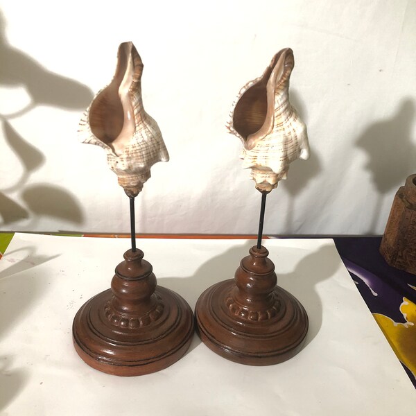 Conch Shell - Etsy