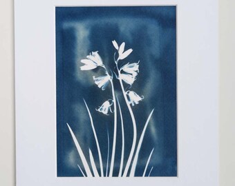 A4 Unmounted Original Botanical Art Cyanotype Print - Etsy