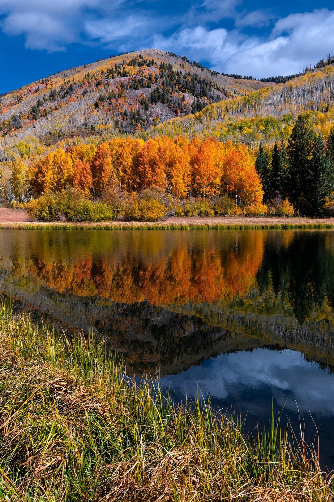 Warner Lake Utah Foliage Aspen Trees Moab Wall Art Large - Etsy