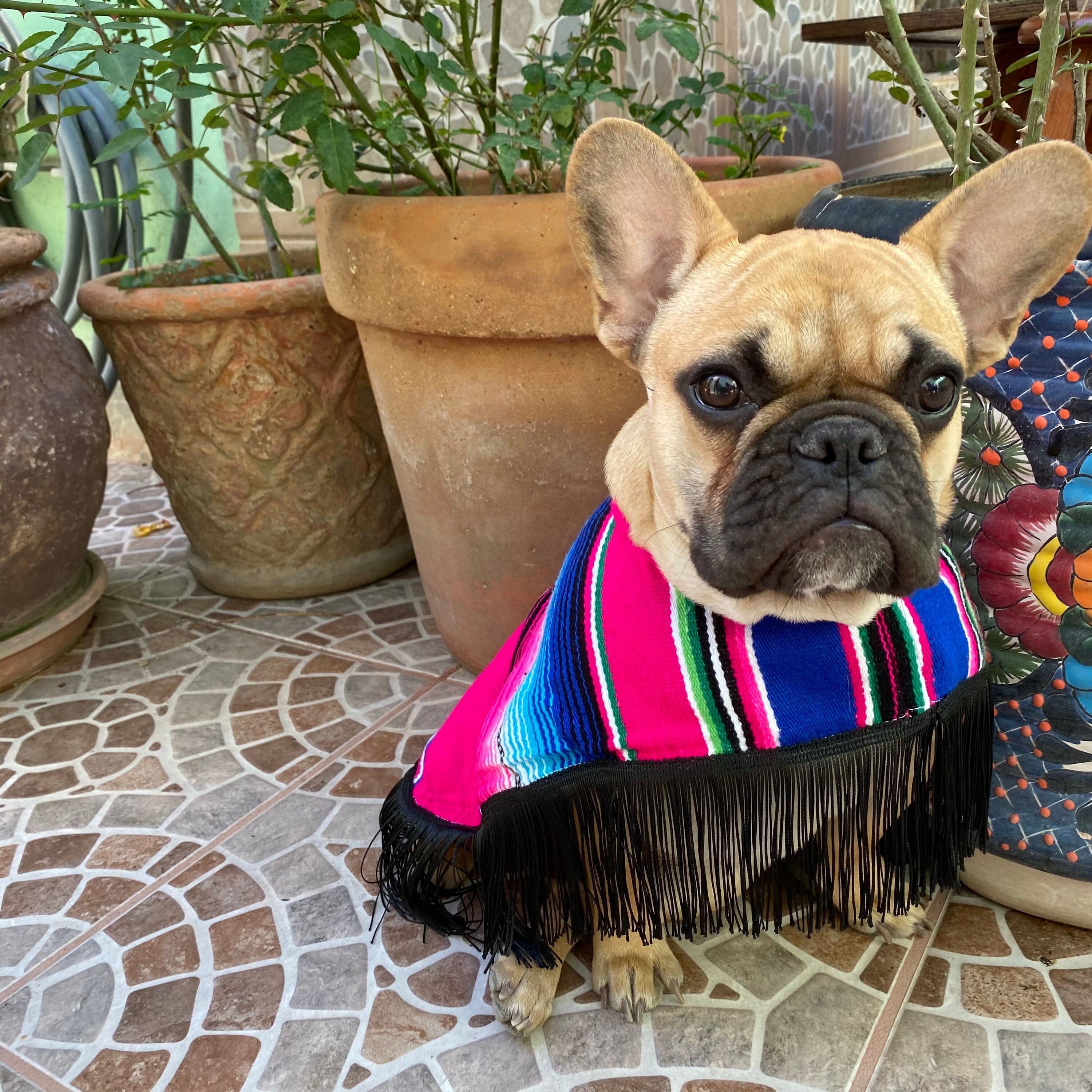 What Type Of Dog Is Poncho
