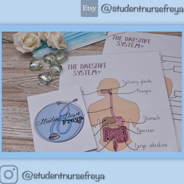 Digestive Diagram - Etsy