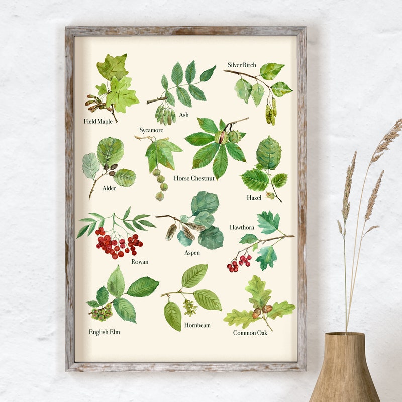 Herb Poster - Etsy