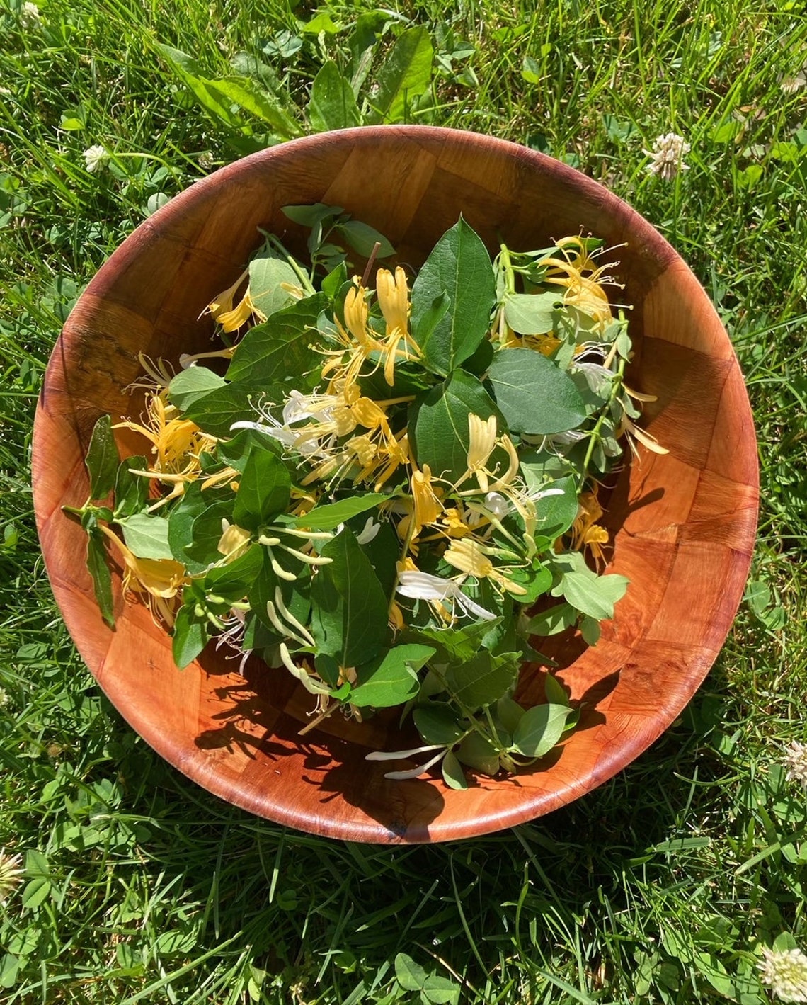 Fresh Honeysuckle Flower + Leaf Tincture Herbal Extract - Etsy