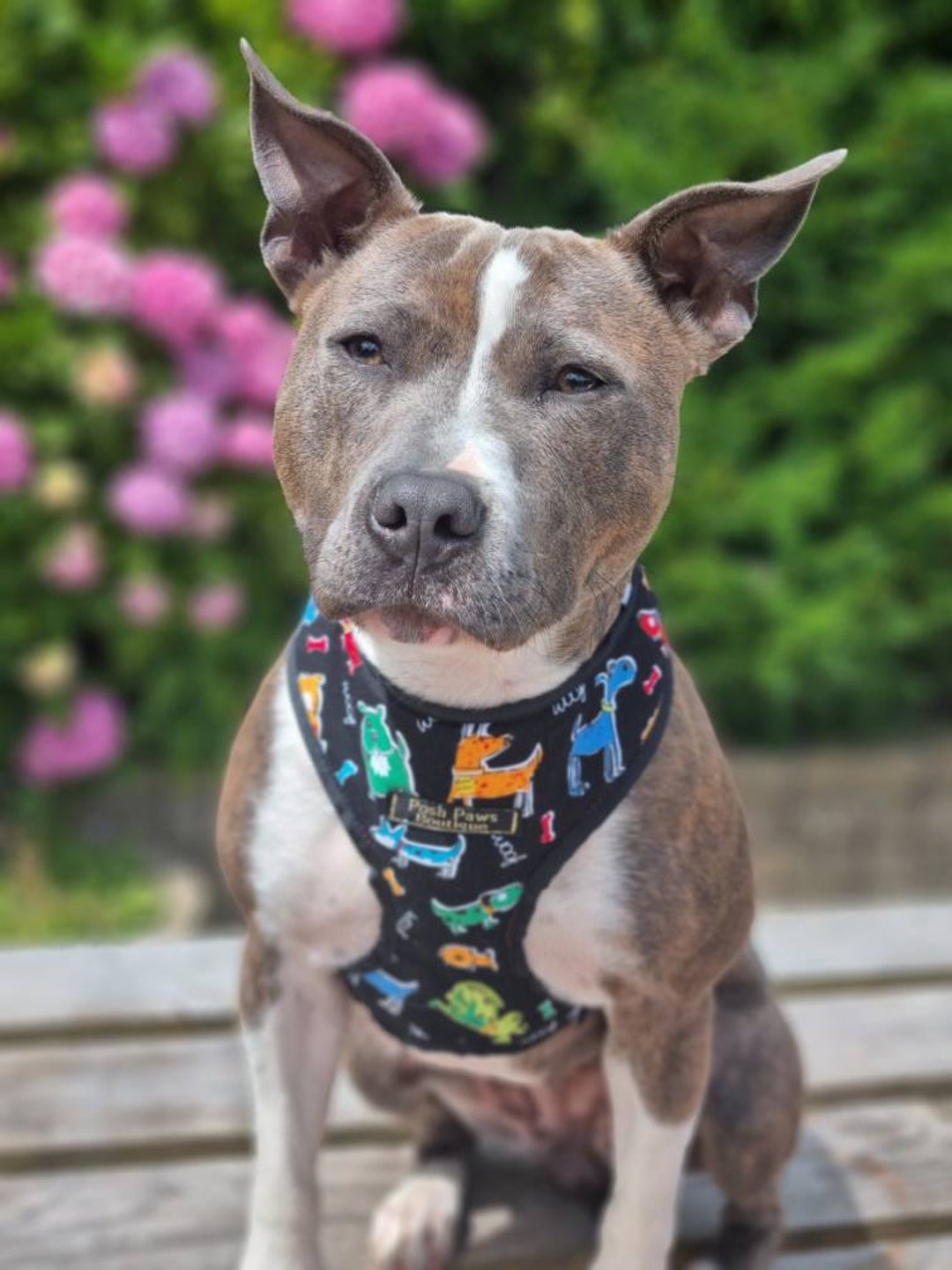 Funky Dogs Dog Harness - Etsy