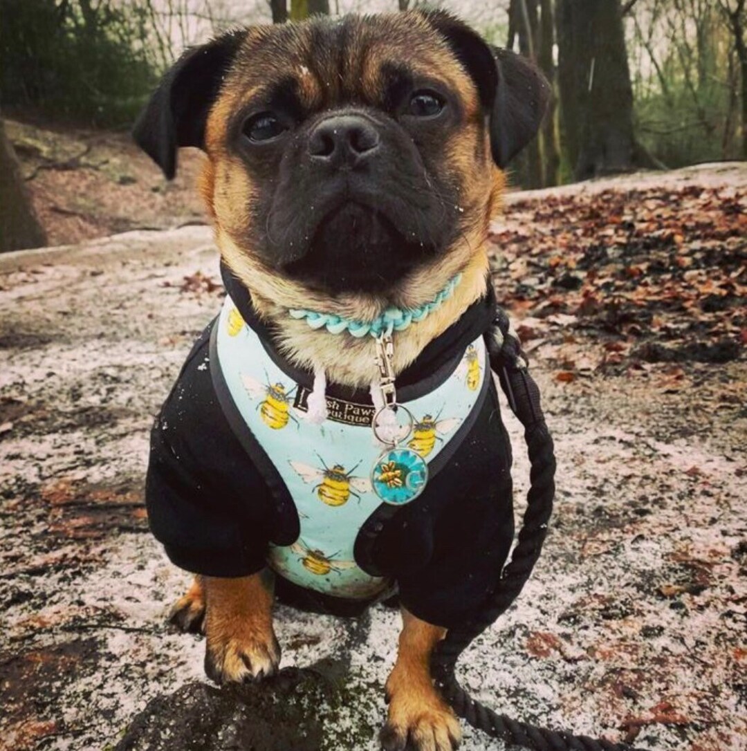 Bumble Bee Dog Harness - Etsy