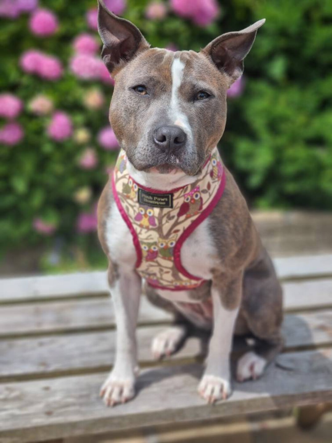 Owl Dog Harness - Etsy